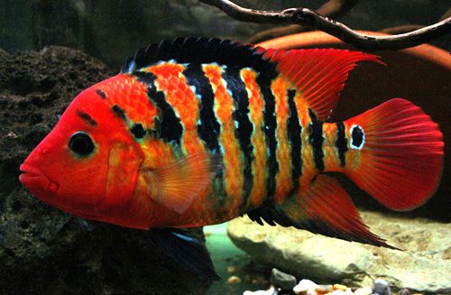Aquatica Aquarium Gallery – Tropical Fish Store Cleveland Ohio