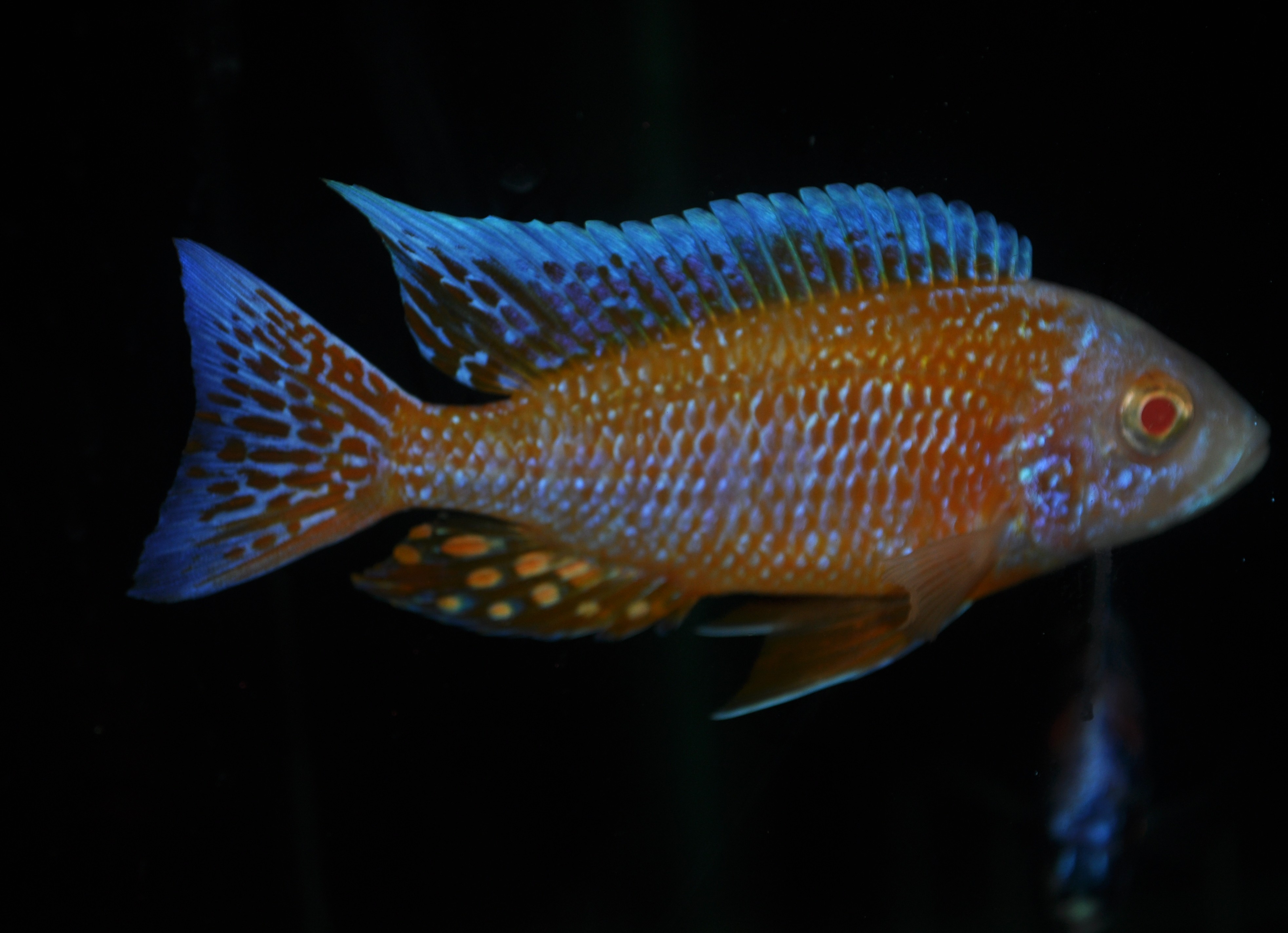 Gallery – Aquatica Aquarium Gallery – Tropical Fish Store Cleveland Ohio